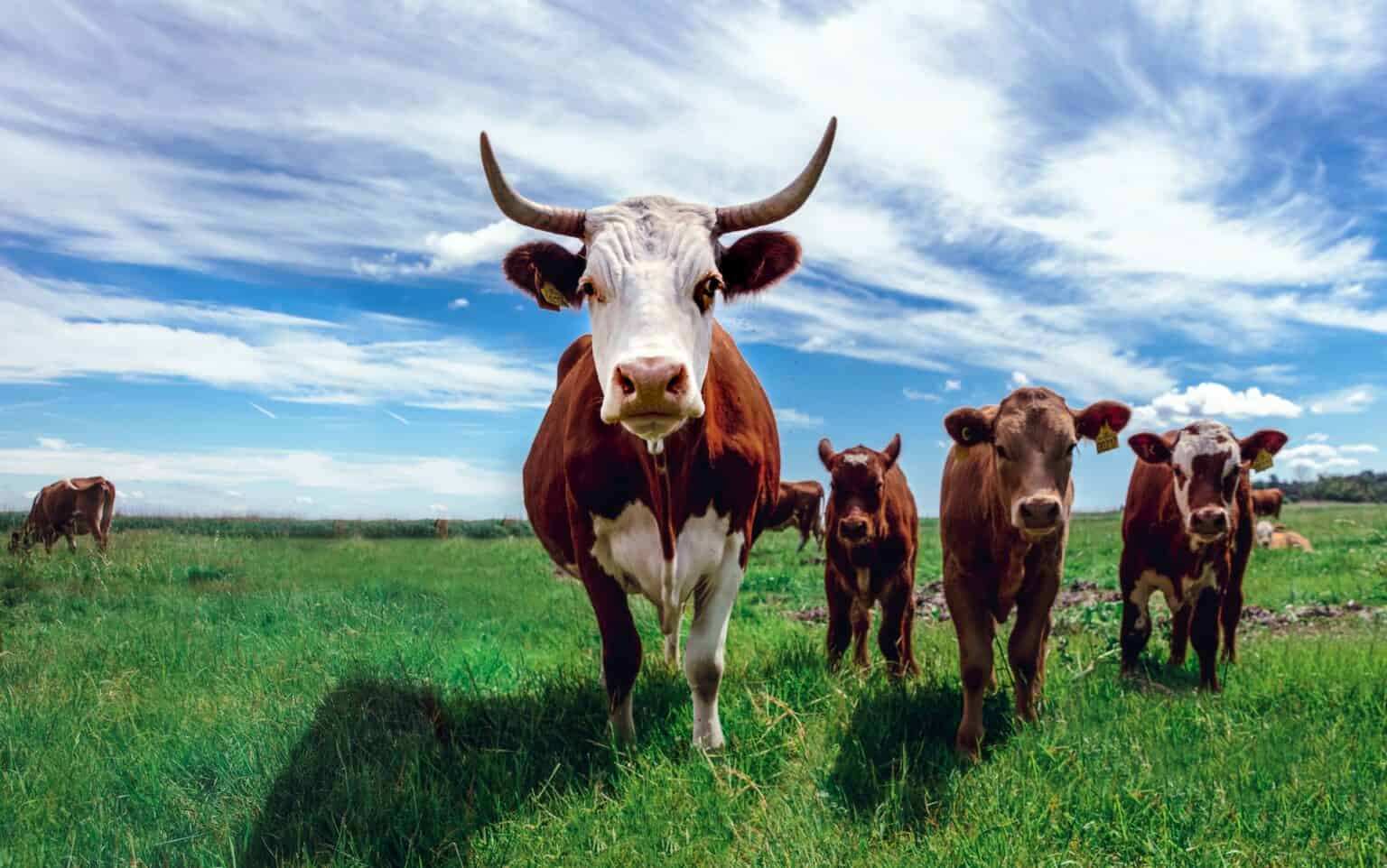 What is Cow Corner in Cricket? - All Out Cricket